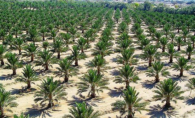 Qassim Agriculture names Mohammed Al Issa as CEO