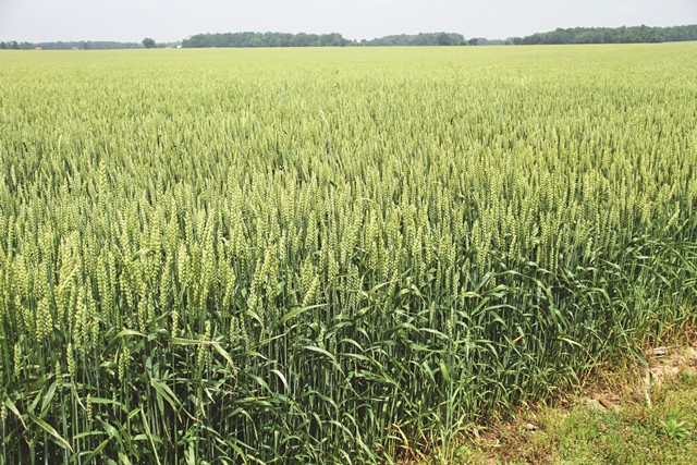 Qassim Agricultural sells Al Jouf project for SAR 50 mln