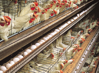 Qassim Agricultural to rent out farm project for SAR 4 mln per year